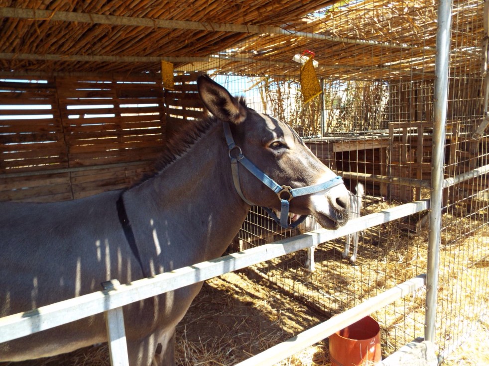 A visit to Mykonos Vioma Farm and Winery* – Jenny Chat